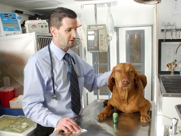 Online Pet Pharmacies – Vet-VIPPS Accreditation is essential! – Wave ...